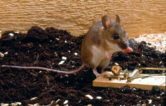 Soorten muizen | De spitsmuis - Anticimex