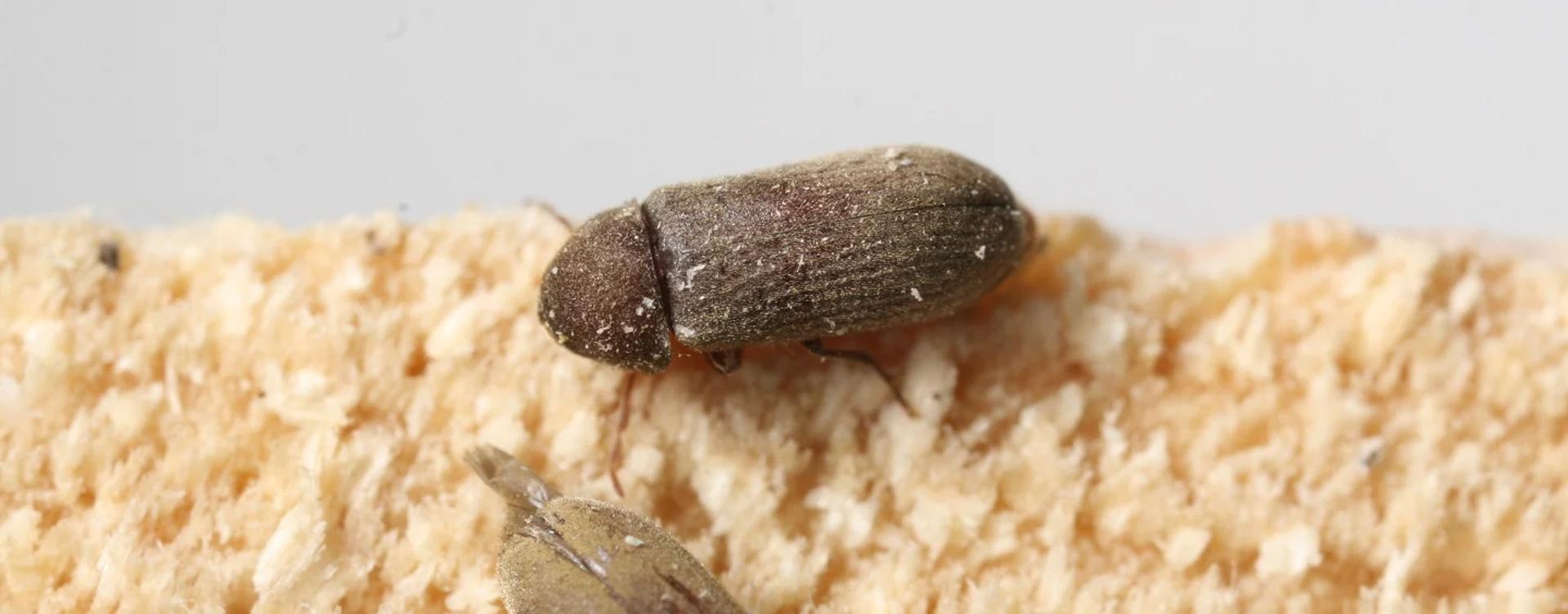 Houtborende insecten, laat ze niet op eigen houtje werken