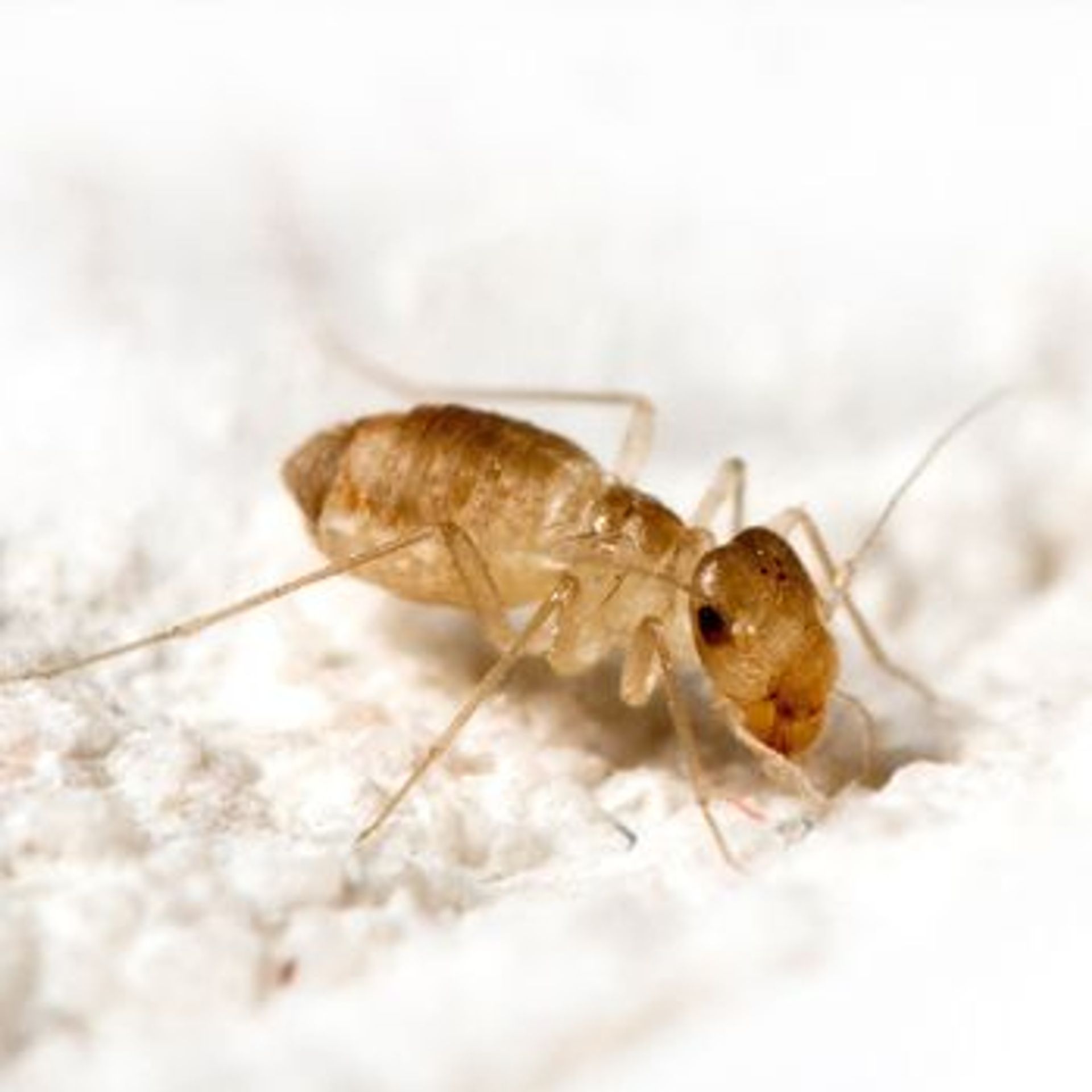 Nuisibles | Se débarrasser des psoques