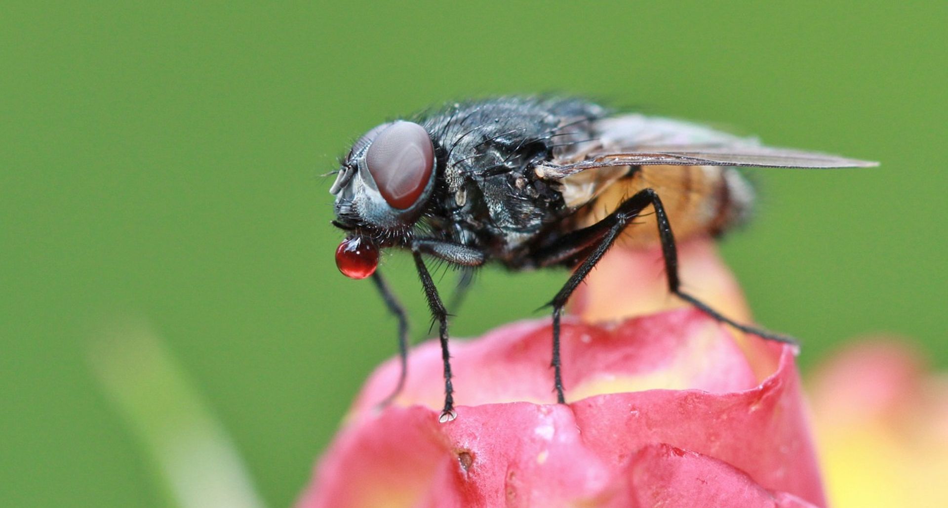 Vliegende insecten | Vliegen bestrijden