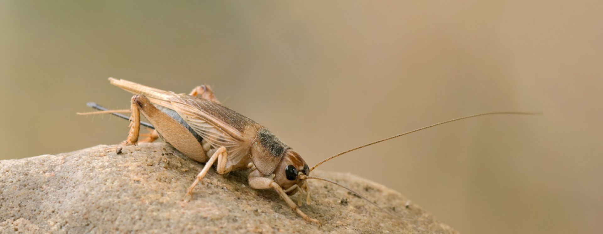 Ongedierte | Huiskrekel bestrijden