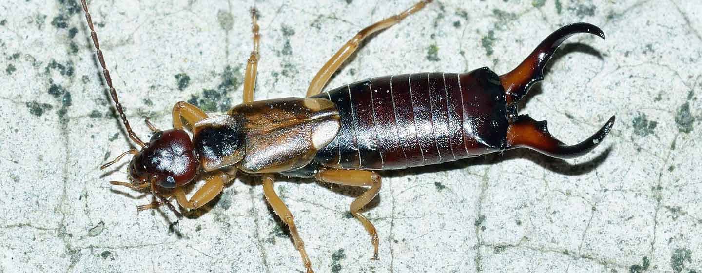 Skadedyr - Pest identifier