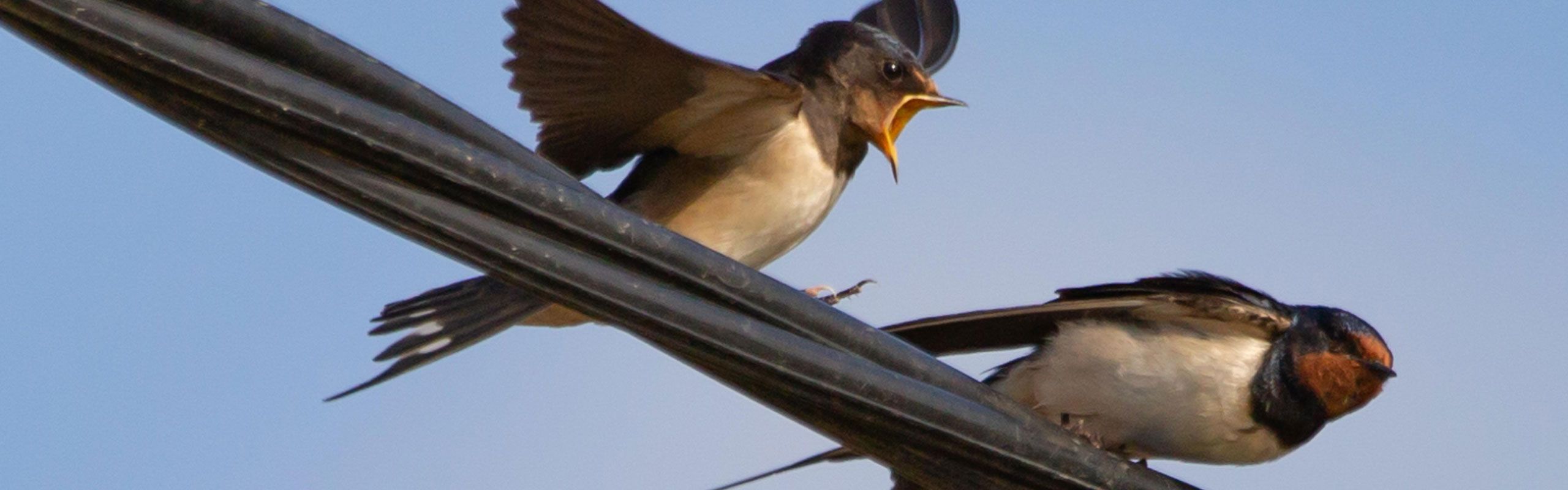 Hvad gør jeg, hvis jeg får svaler? Få svaret her - Anticimex