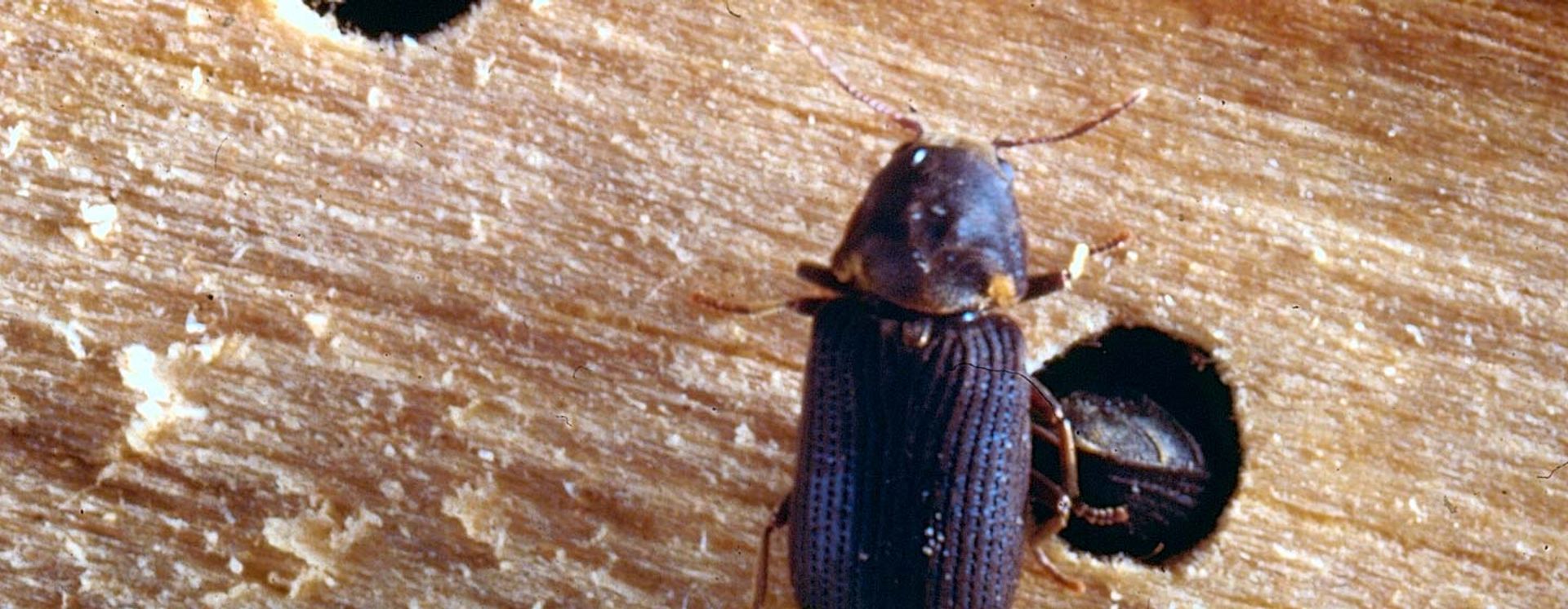 Bekæmpelse af borebiller →【Det klarer Anticimex】