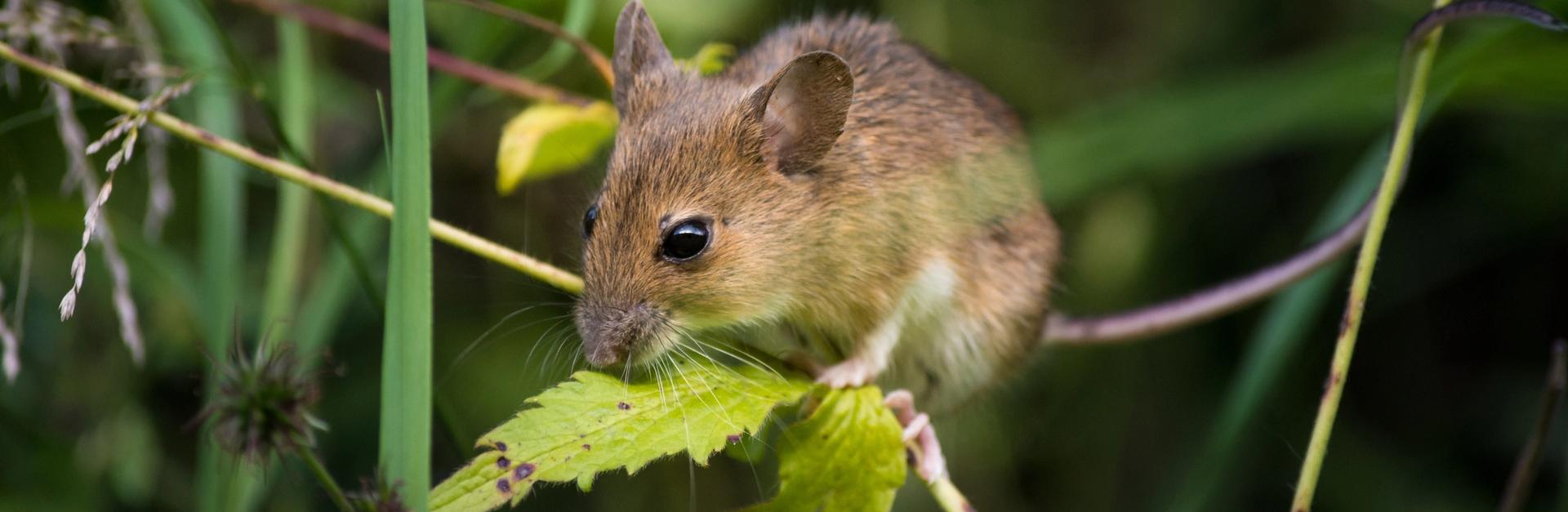 Hiiri - Kotien ja mökkien tuholaiset - Anticimex