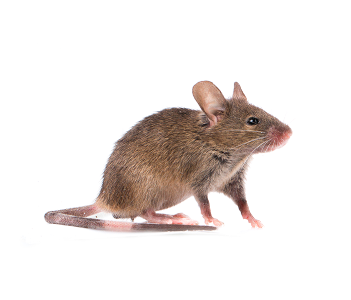 Tuholaistorjunta Rovaniemi - Eroon tuholaisista - Anticimex