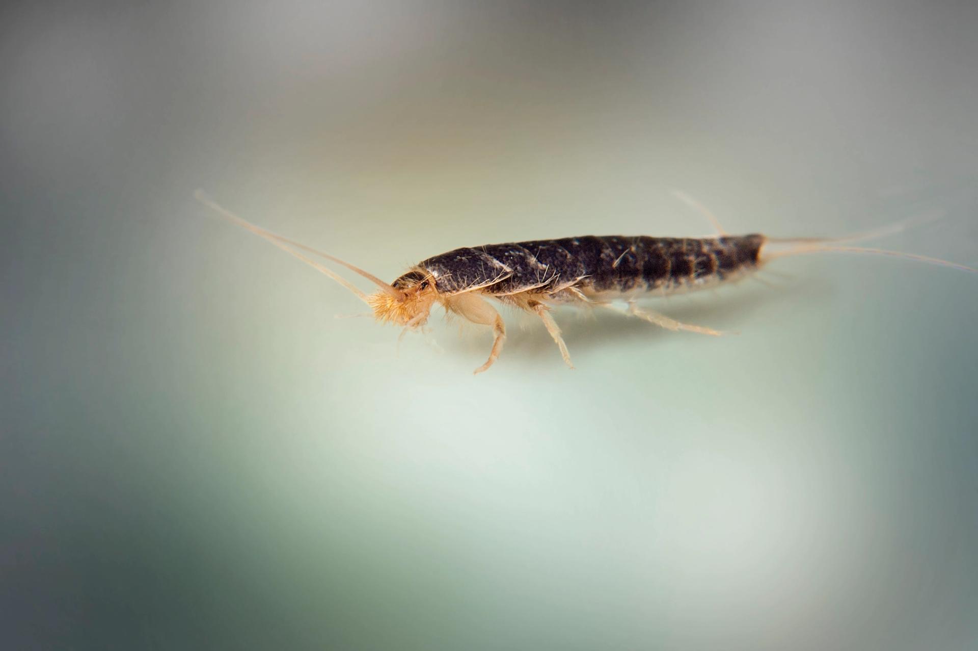 Paperitoukka - Sisätilojen tuholaiset - Anticimex