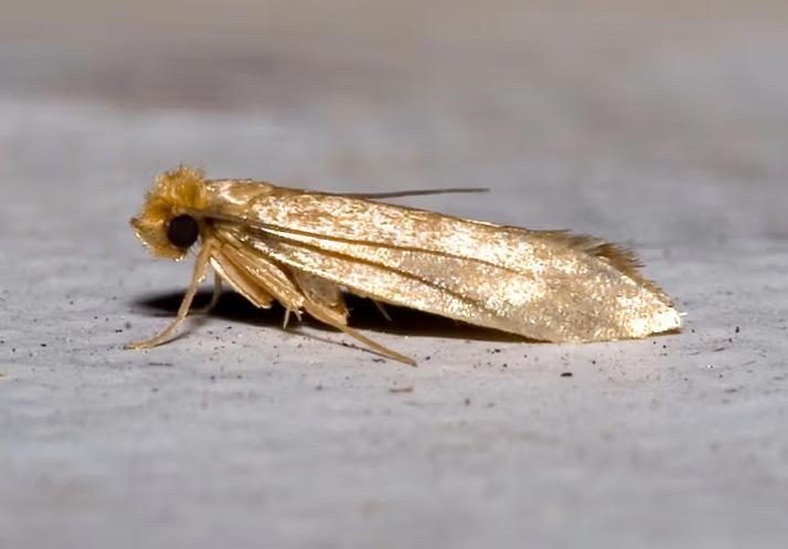 Mites - Comment s'en débarrasser? - Anticimex