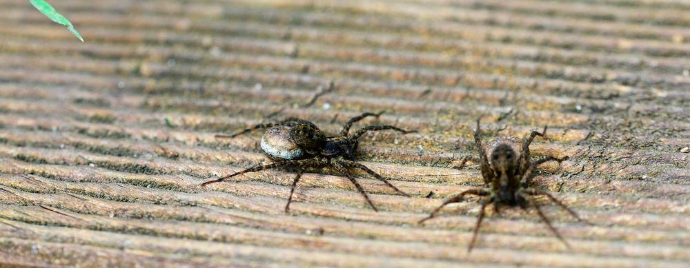 Araignées - Comment s'en débarrasser ? - Anticimex