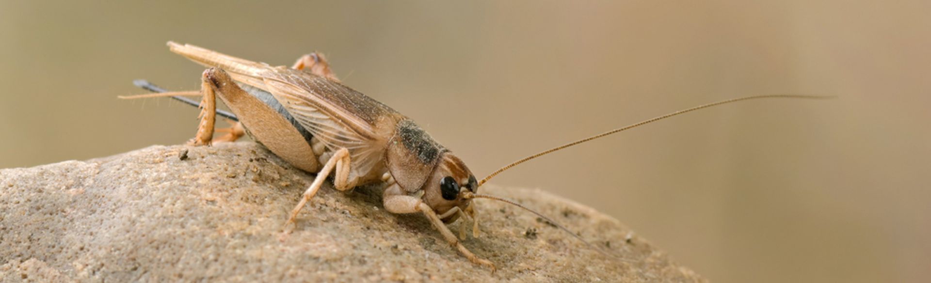 Last van huiskrekels? Lees hier wat u zelf kunt doen