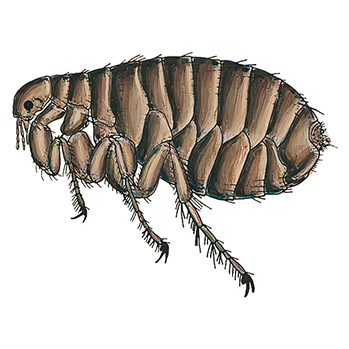 Como Eliminar Pulgas? - Anticimex