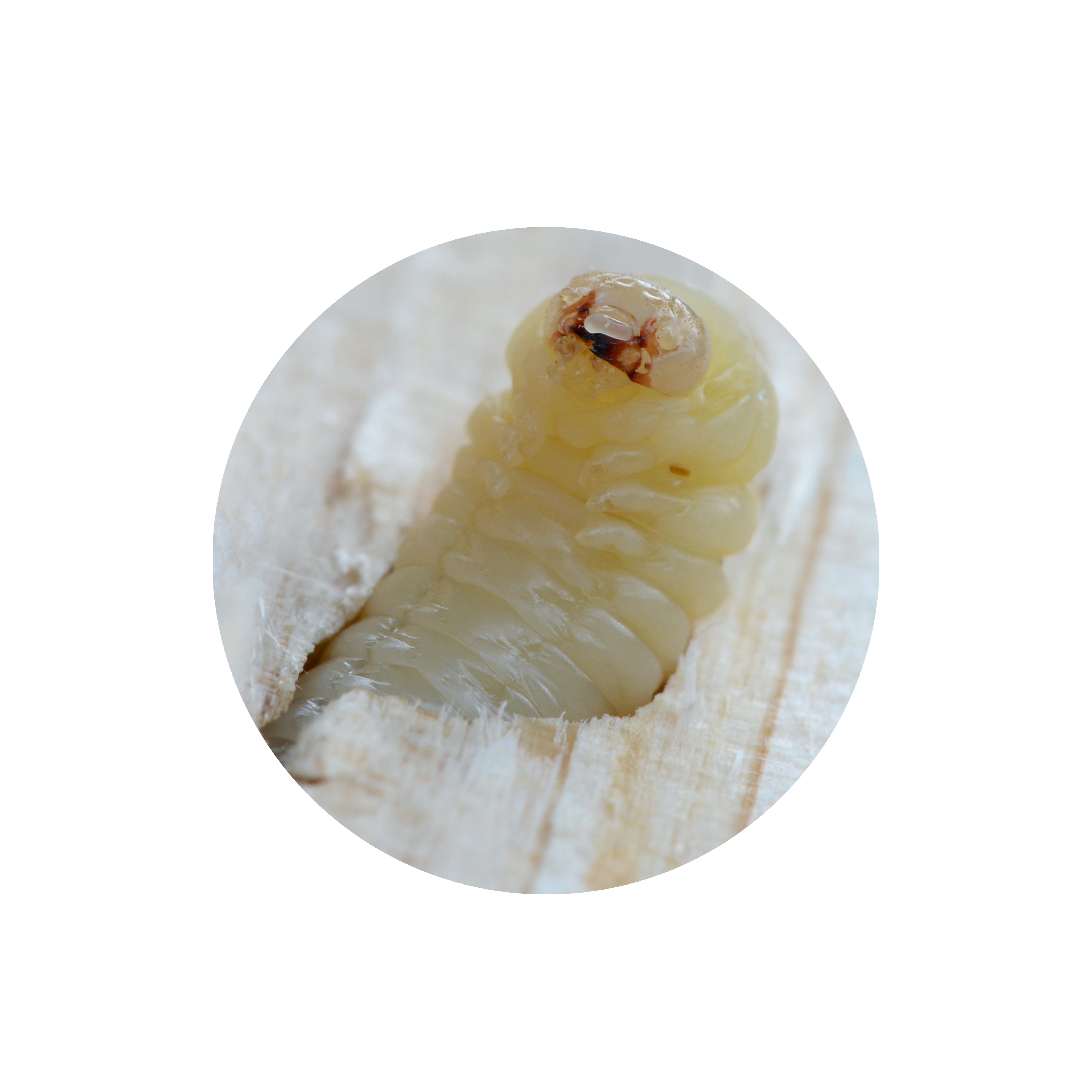 Tratamientos de la Madera | Termitas y Carcoma
