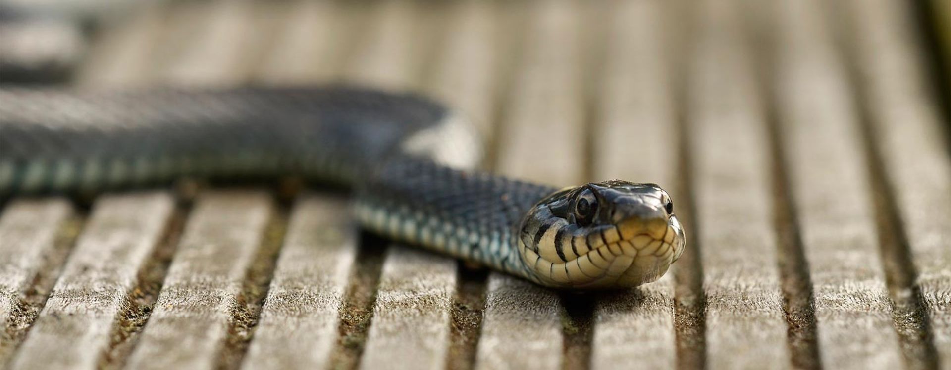 Serpientes en España | Picaduras