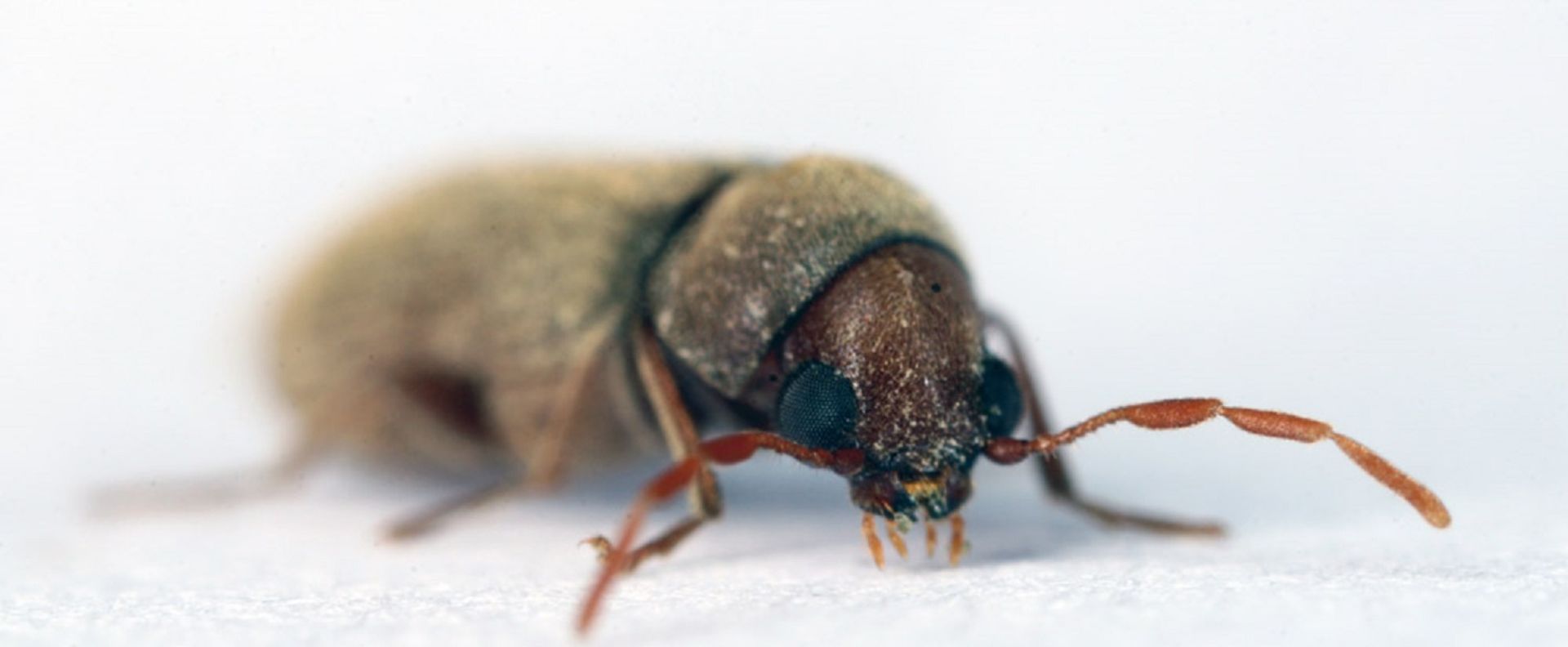 Tratamientos de la Madera | Termitas y Carcoma