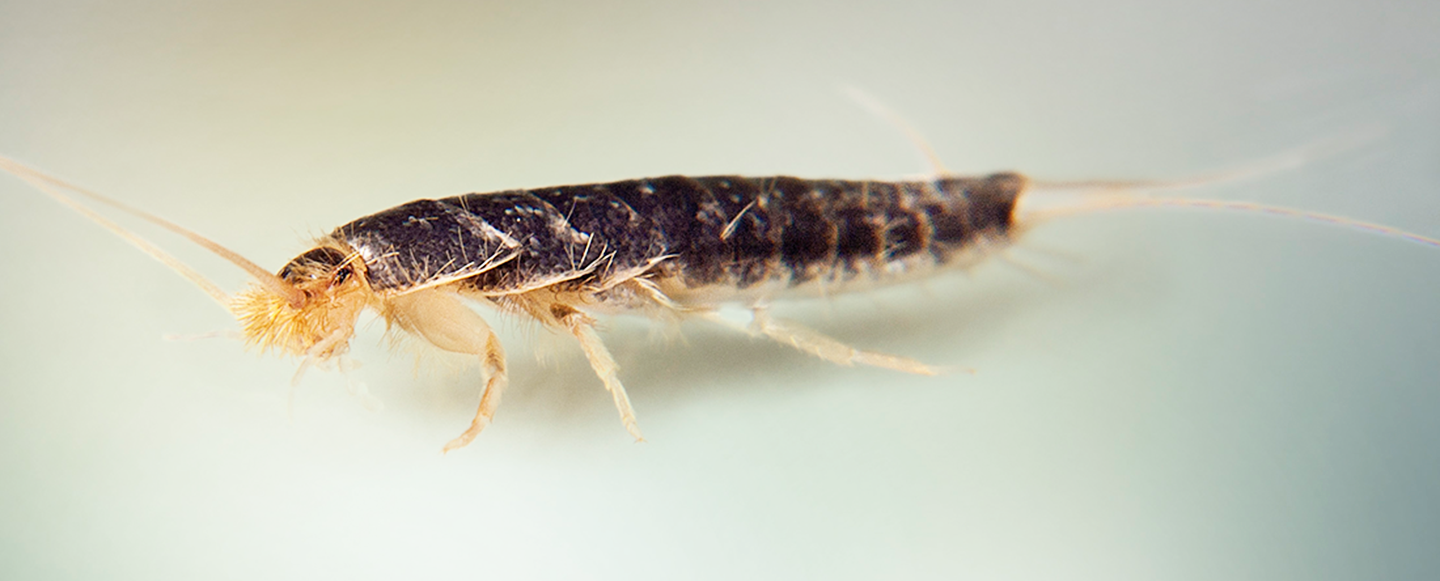 Silverfiskar - så blir du av med silverfisk inomhus - Anticimex