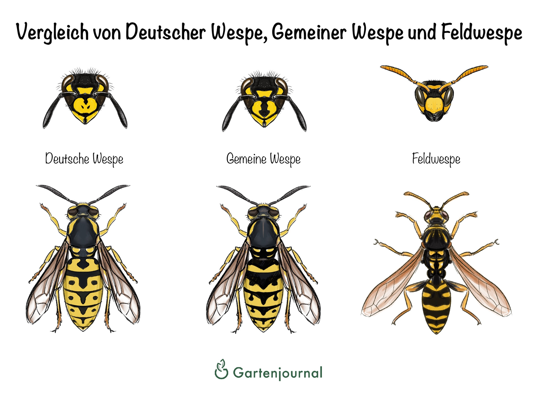 Wespen (Vespidae). - Anticimex
