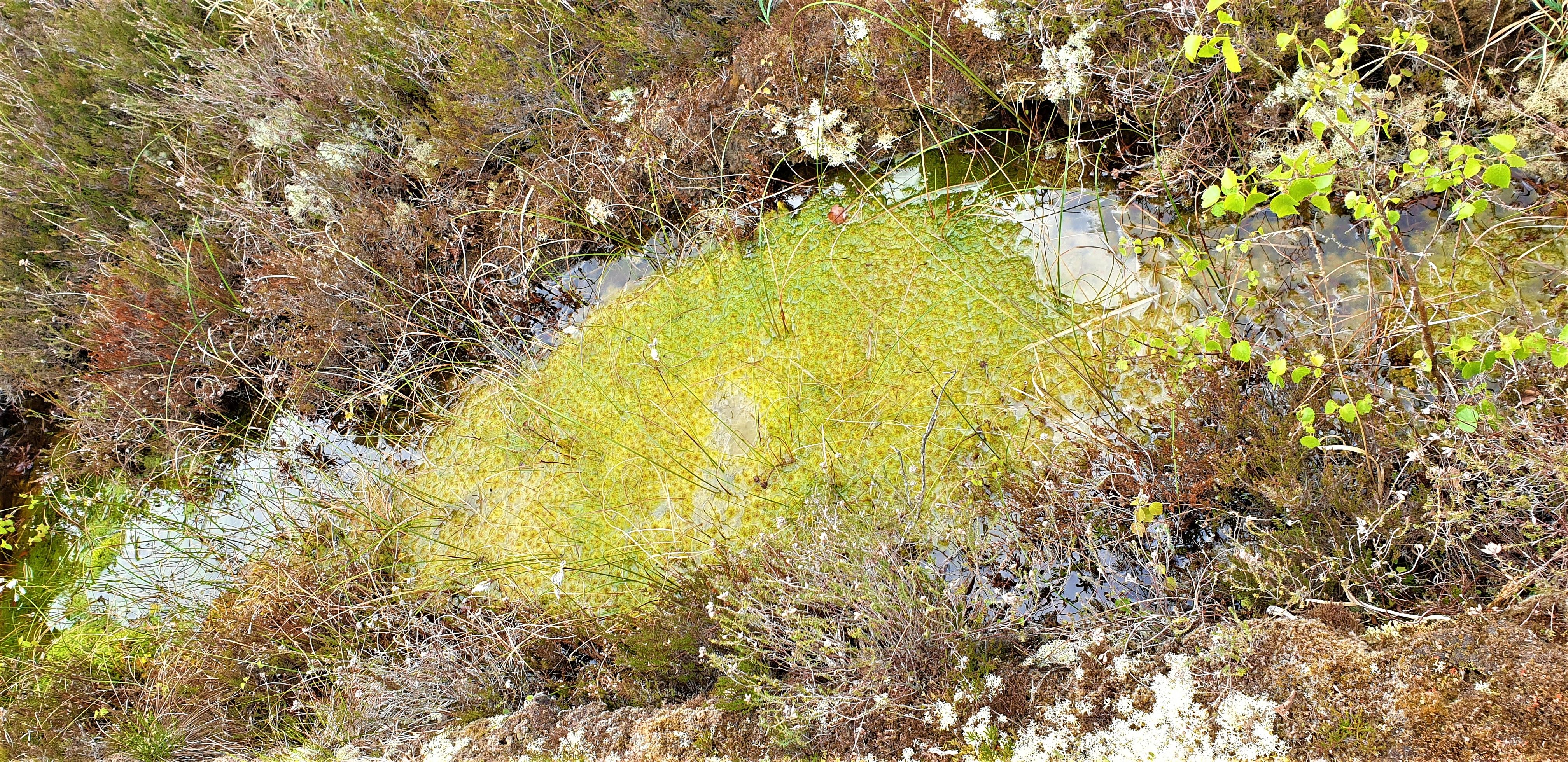 Ireland’s Climate Action Catalyst | Peatlands & People