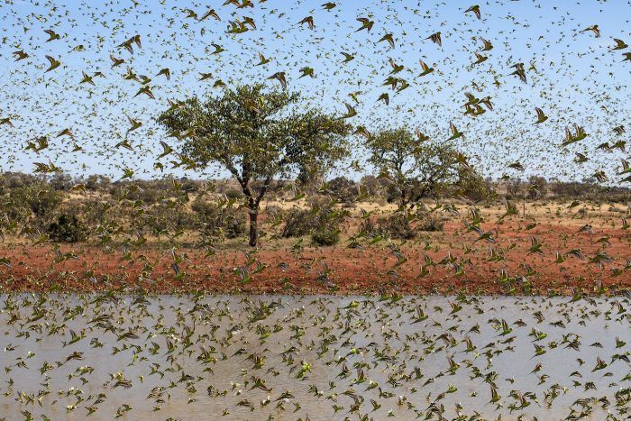 Following feathered dancers into the desert | Alice Springs News