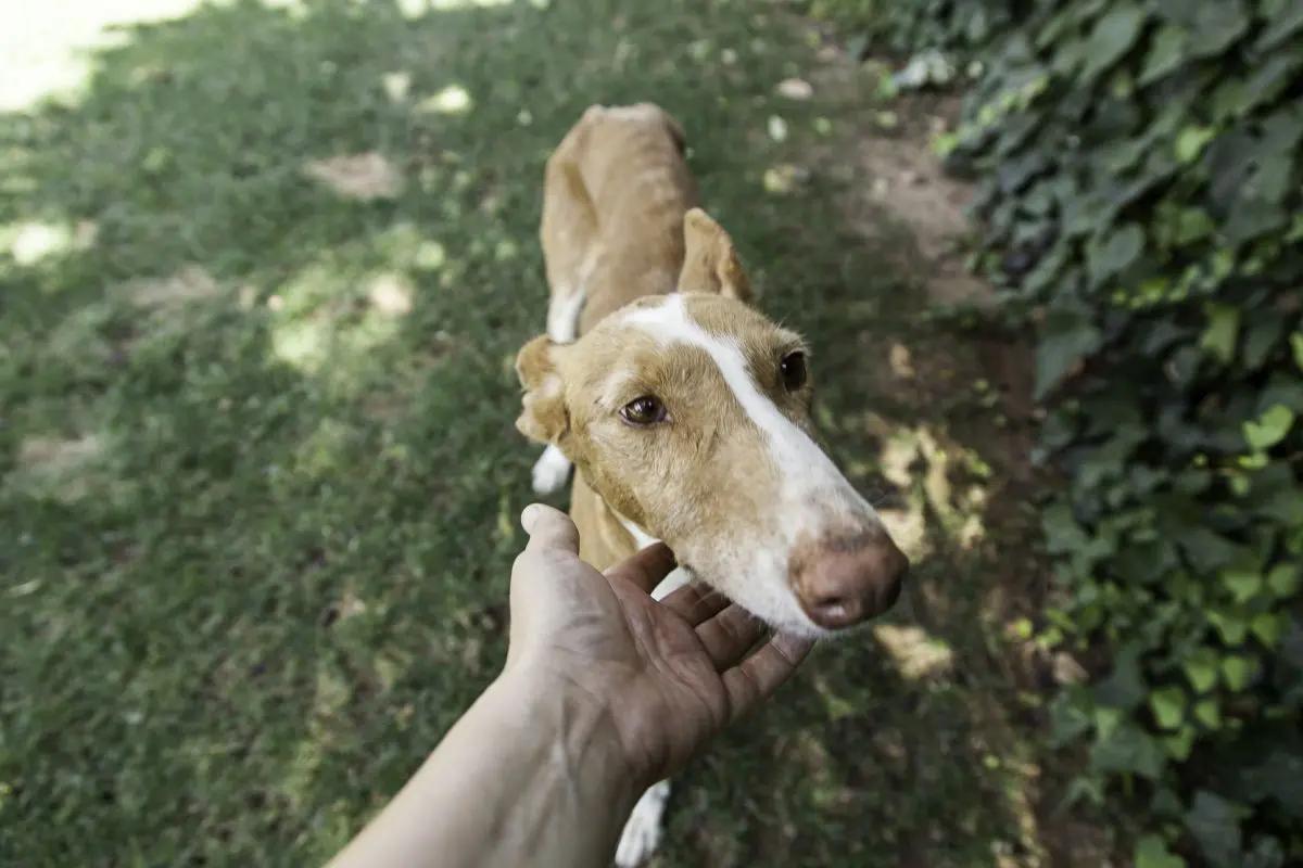 Sileo per cani. Cos'è e come funziona?