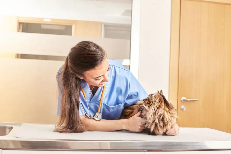 Anemia nei gatti: sintomi e cause dell'anemia non rigenerativa