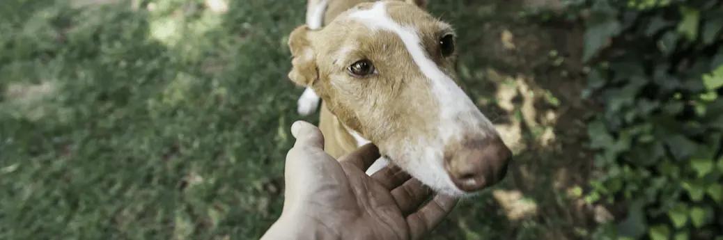 Sileo perro. ¿Qué es y cómo funciona?