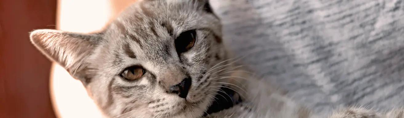 Tos en gatos. Diagnóstico y tratamiento del síndrome de tos en gatos