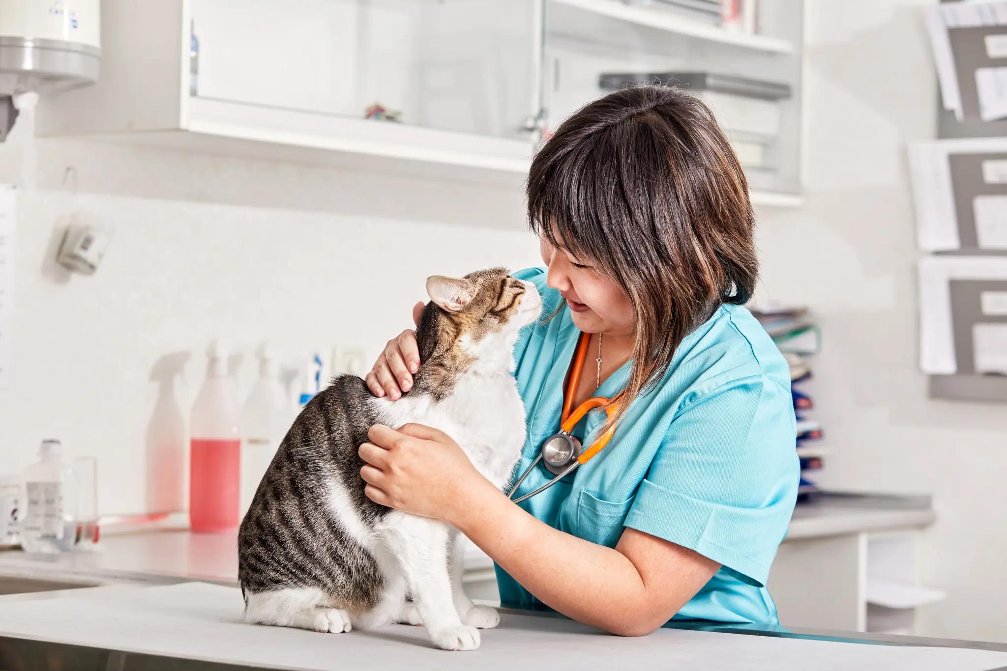 Pododermatitis en gatos: ¿cómo la tratamos?