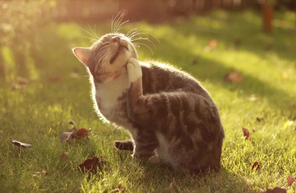 Dermatite em gatos: dermatite miliar felina e possíveis causas