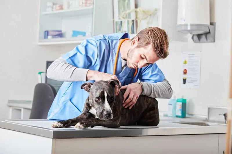 Diagnóstico y tratamiento de la prostatitis en perros