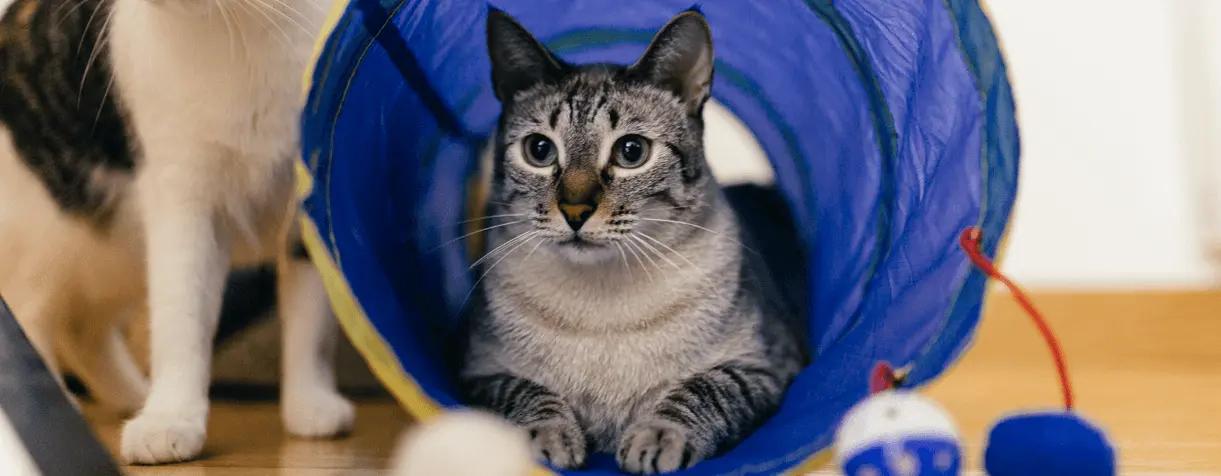 Cómo adiestrar a un gato: 6 factores que mejoran stress comportamiento