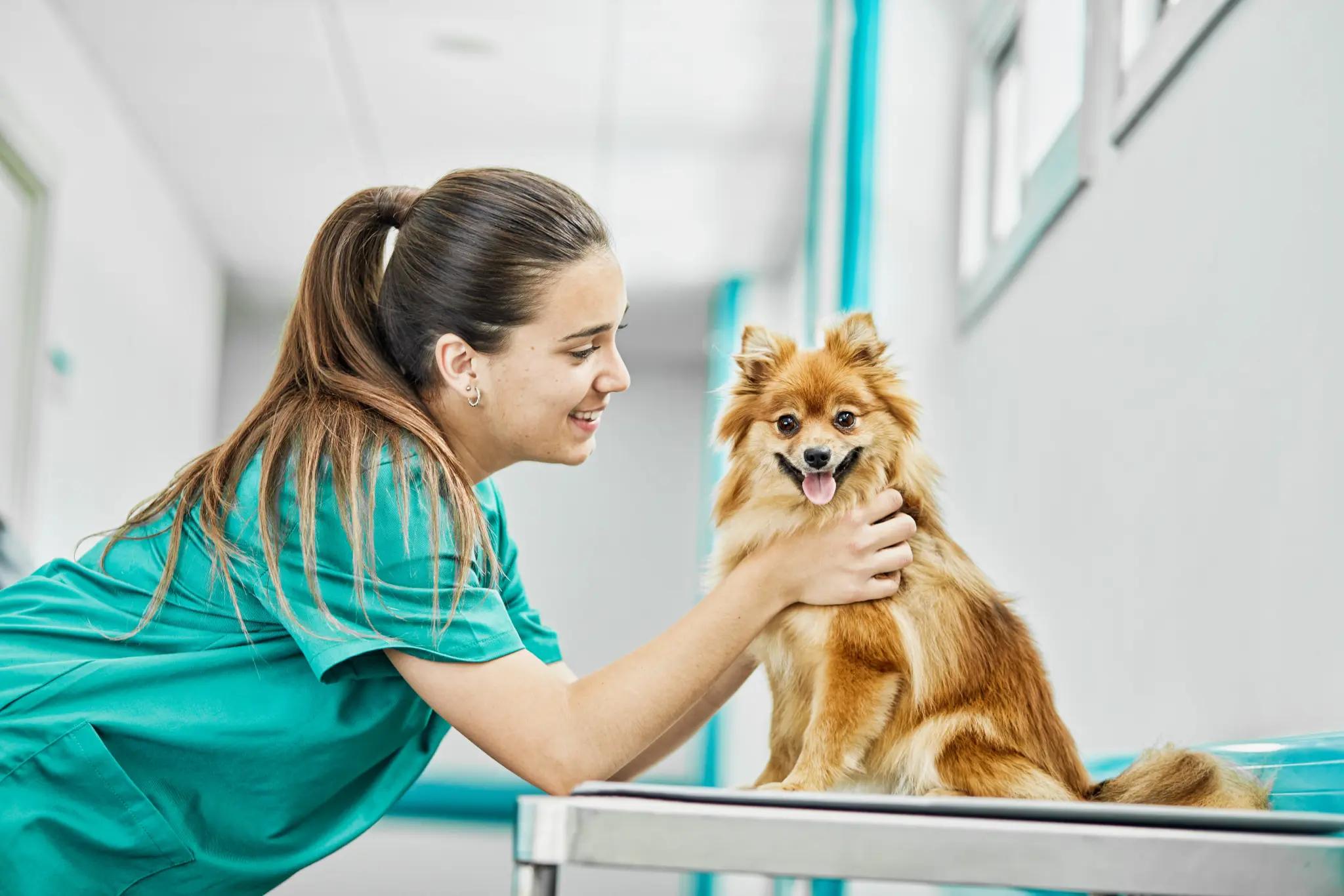 Características clínicas de la periodontitis en perros
