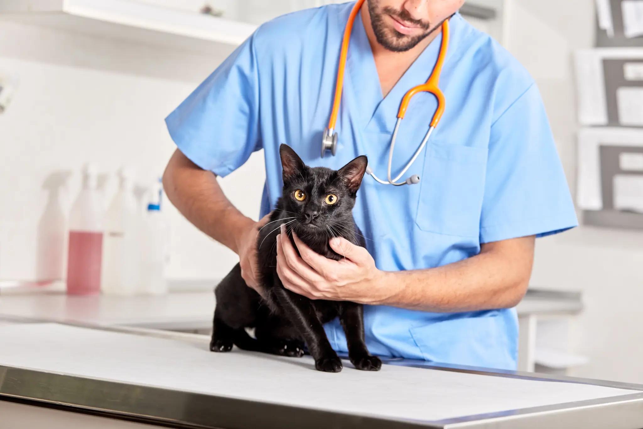 Carcinoma de células escamosas en gato: presentación clínica y manejo