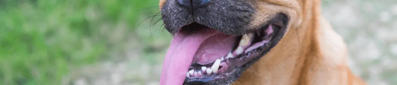 Infección de boca en perros: Quiste folicular
