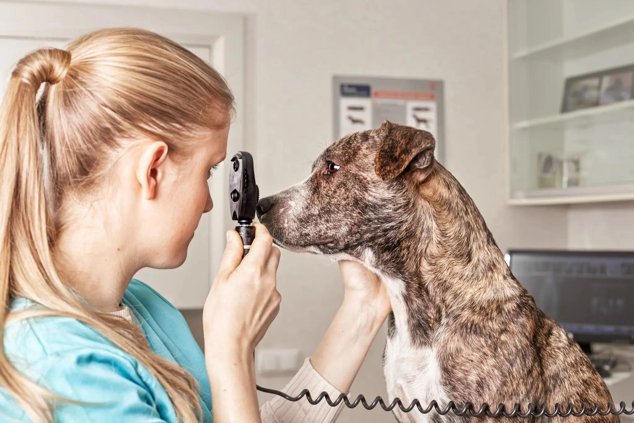 Miasis en perros: una enfermedad parasitaria