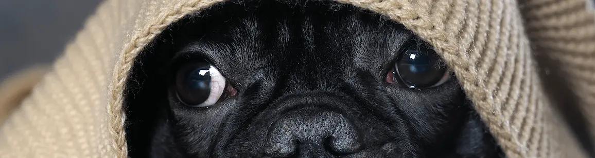 Úlcera corneal en perros y el efecto del ácido hialurónico tópico