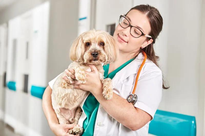 Vomiting blood in dogs: what are the possible causes?