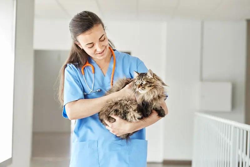 Traitement par la ciclosporine chez le chat : administration par voie orale et application ...