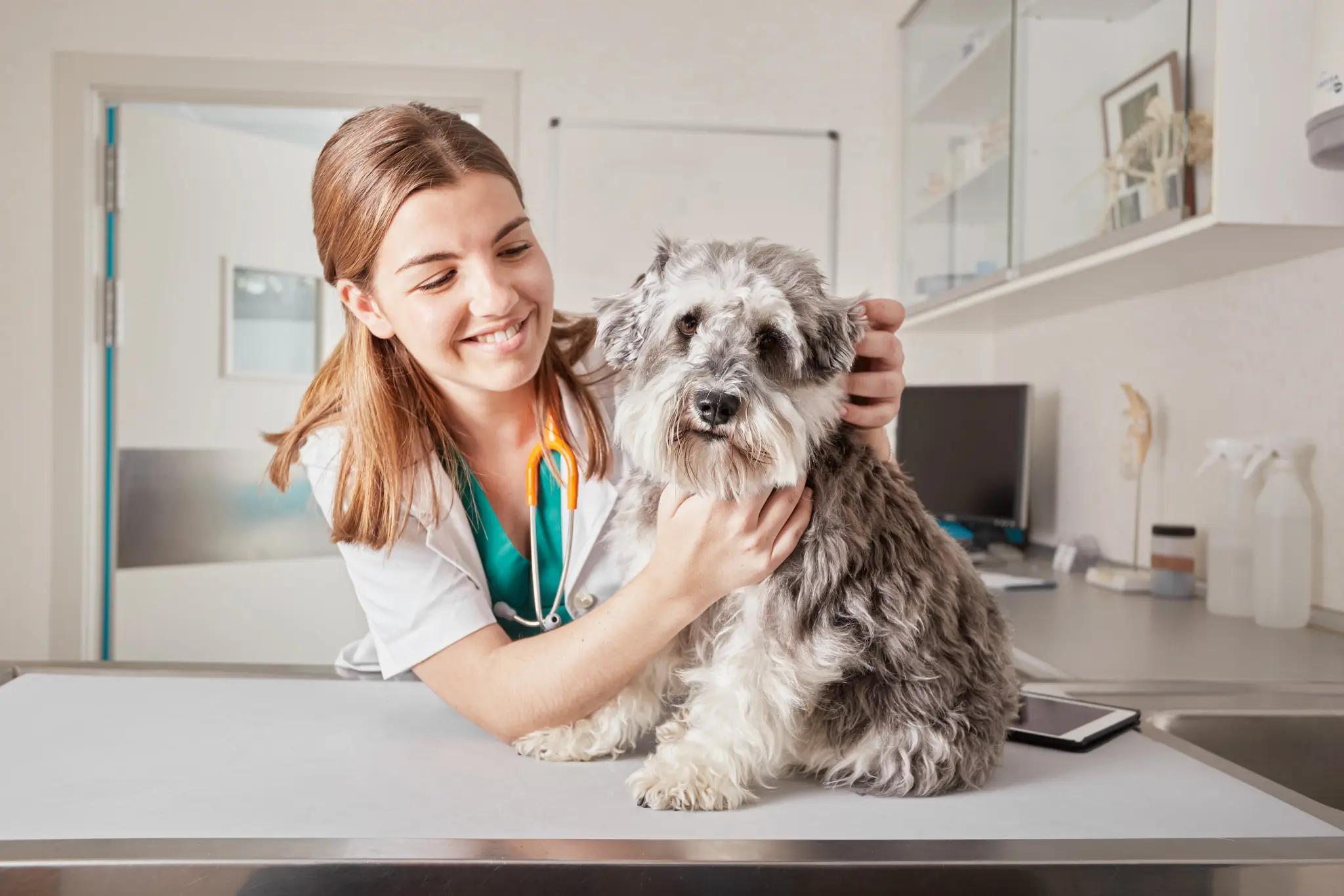 Rickettsia en perros: ¿debo tenerla en cuenta?