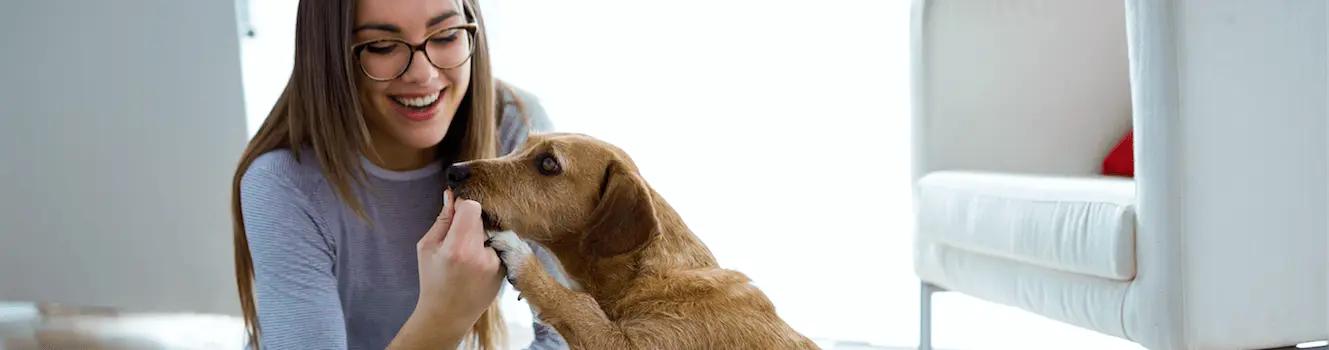 Edema pulmonar en perros: Causas y manejo farmacológico