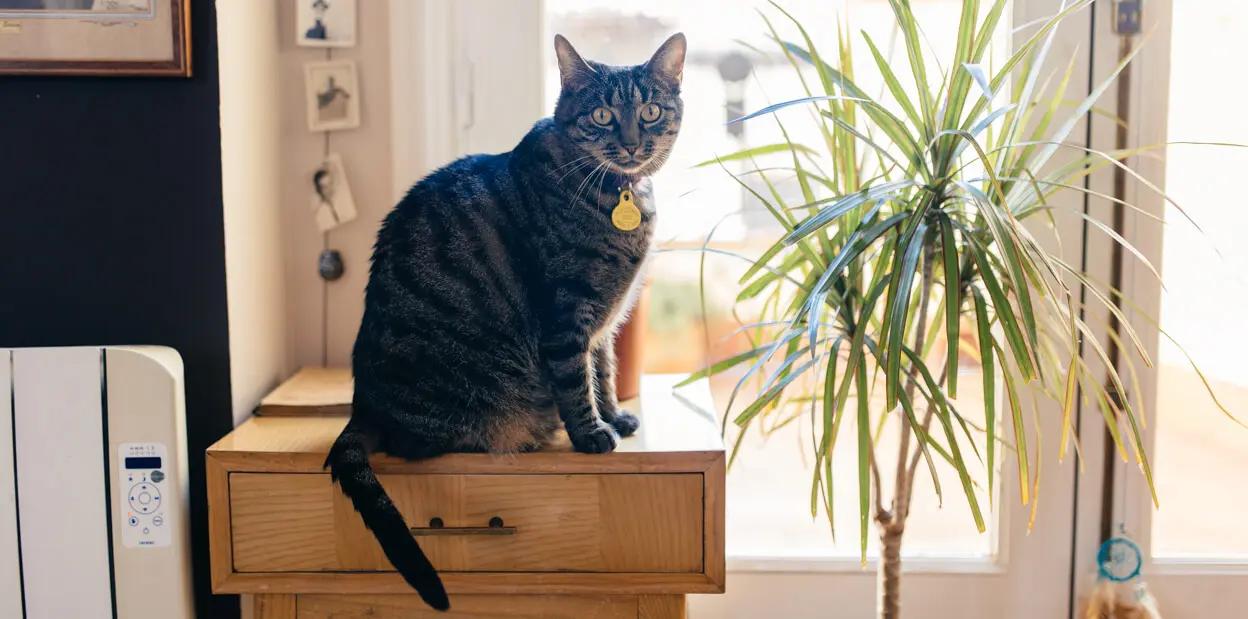 Porque surge a resistência à insulina nos gatos obesos?