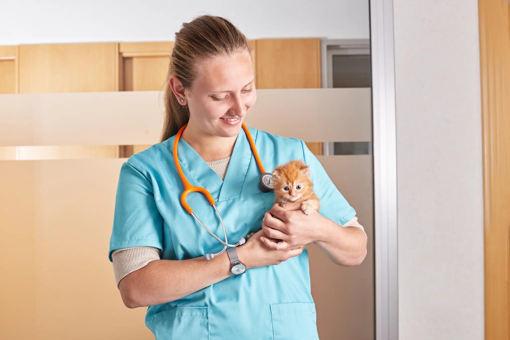 Gatos obesos: ¿Cómo evitar la lipidosis hepatica felina?