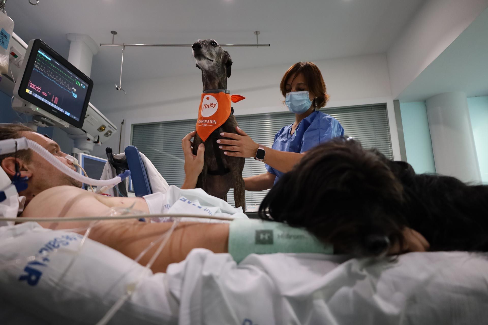 Dogs in the ICU at the Hospital del Mar