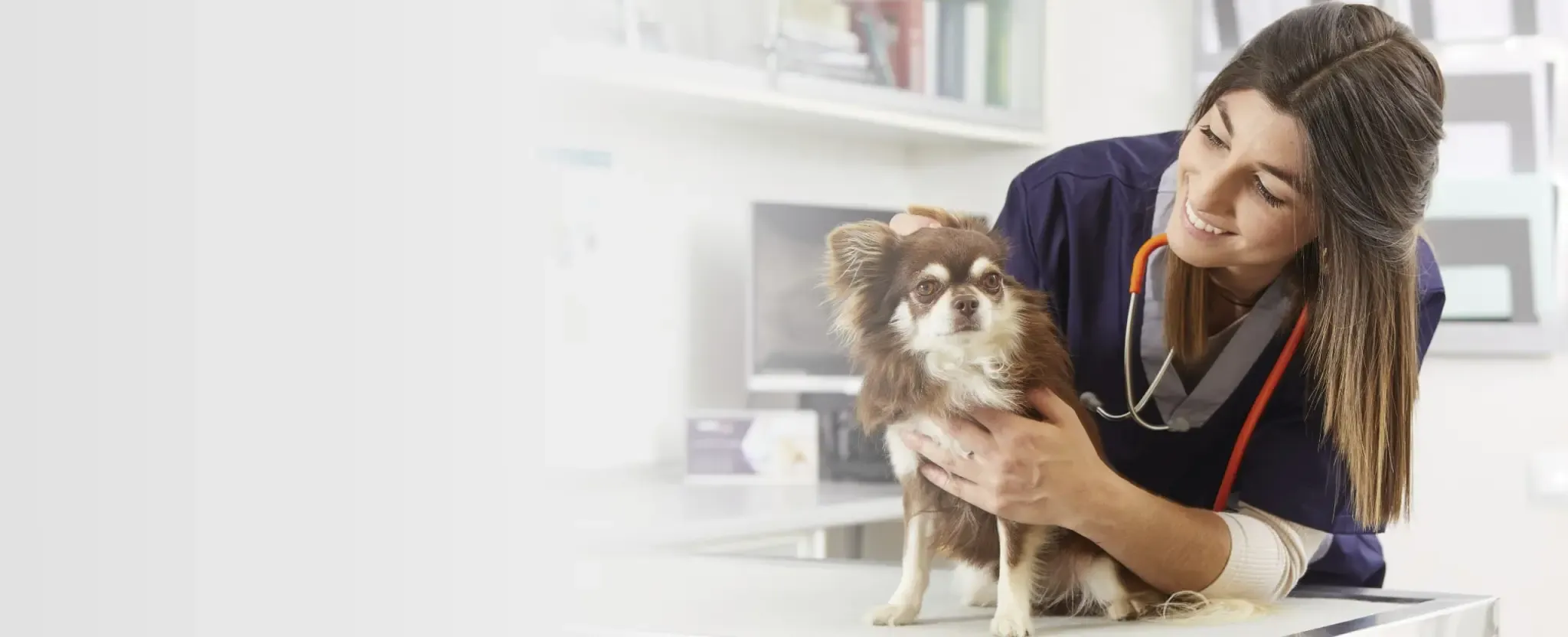 Respiratory rate in dogs: normal range for each breed