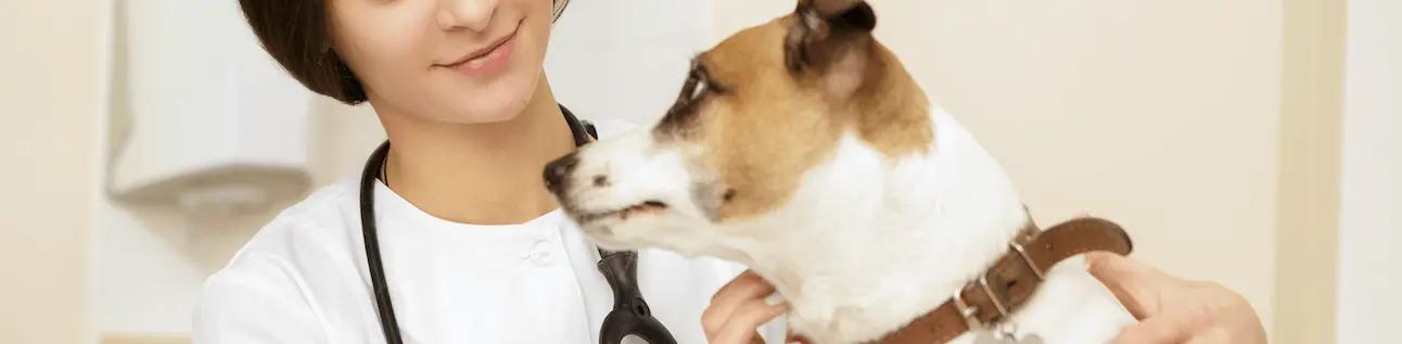 Blastoestimulina perros, una ayuda para tratar heridas abiertas