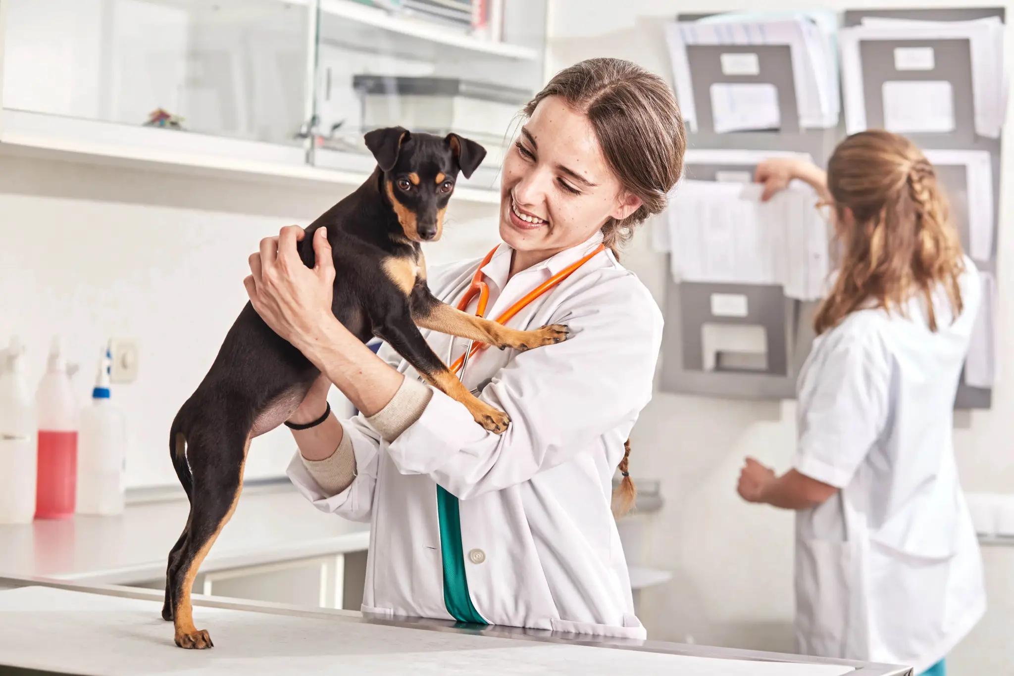 Peritonitis en perros: Factores de riesgo tras la cirugía gastrointestinal