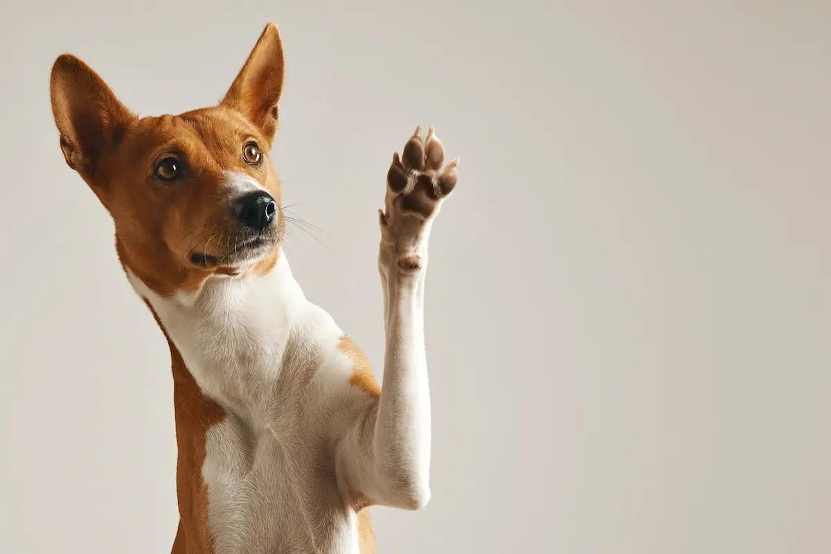Morbo di Cushing nel cane. Compendio di test diagnostici