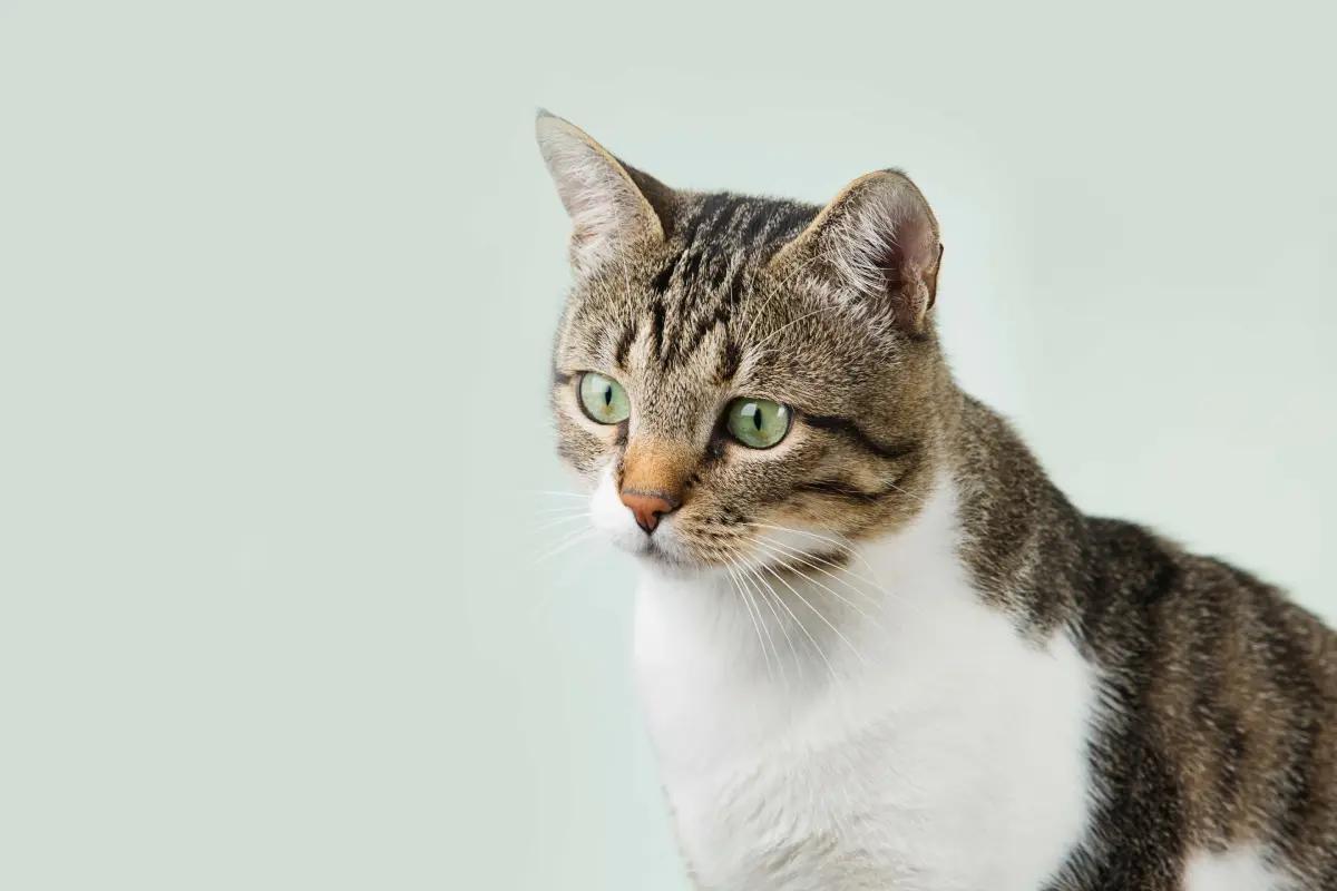 Leucemia em gatos: hematologia e bioquímica sérica em gatos com FeLV