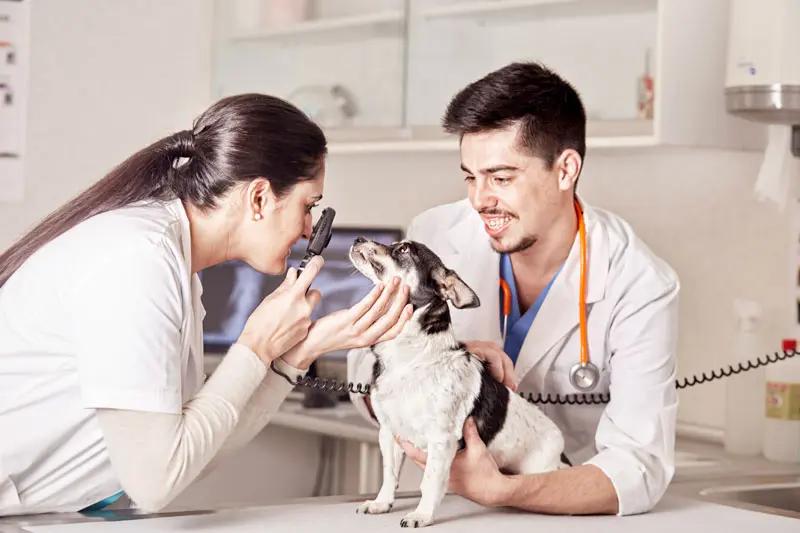 Uveitis in dogs: Ocular and periocular signs of leishmaniasis
