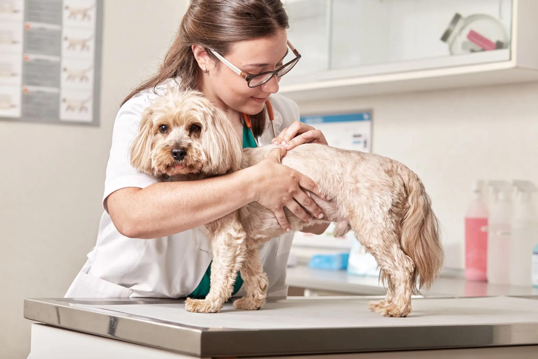 Seborrea en perros: diagnóstico y tratamiento