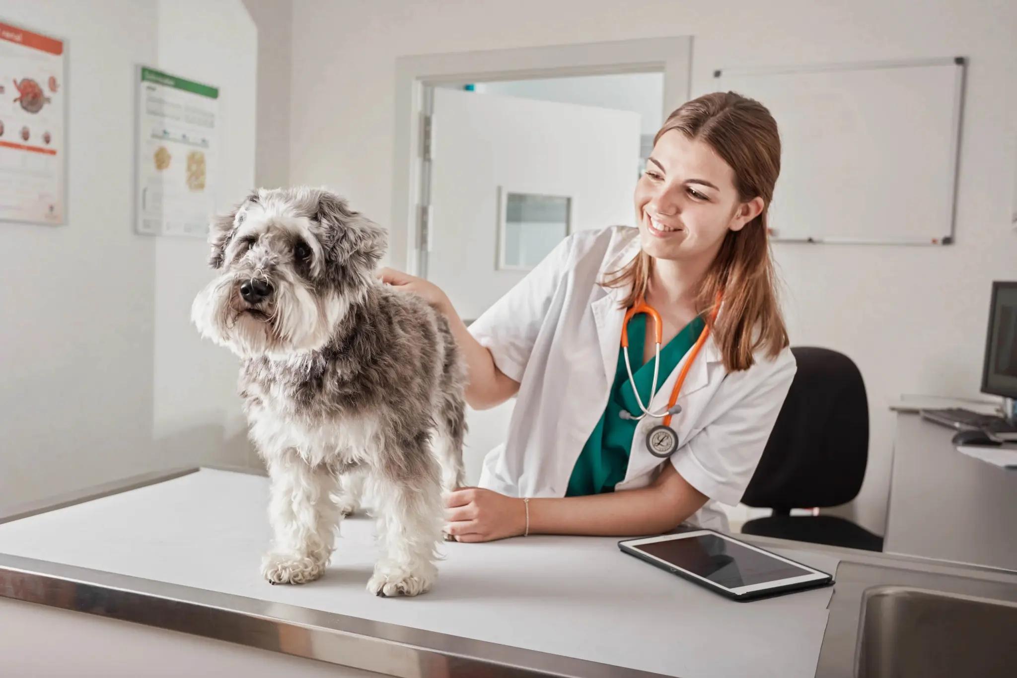 Colitis perros: síntomas, diagnóstico y tratamiento